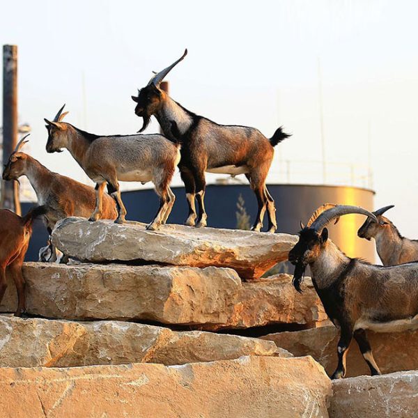 Lanaz Life – Lanaz Refinery